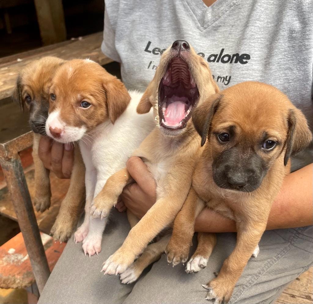 Animal Welfare and Protection Association (AWPA)